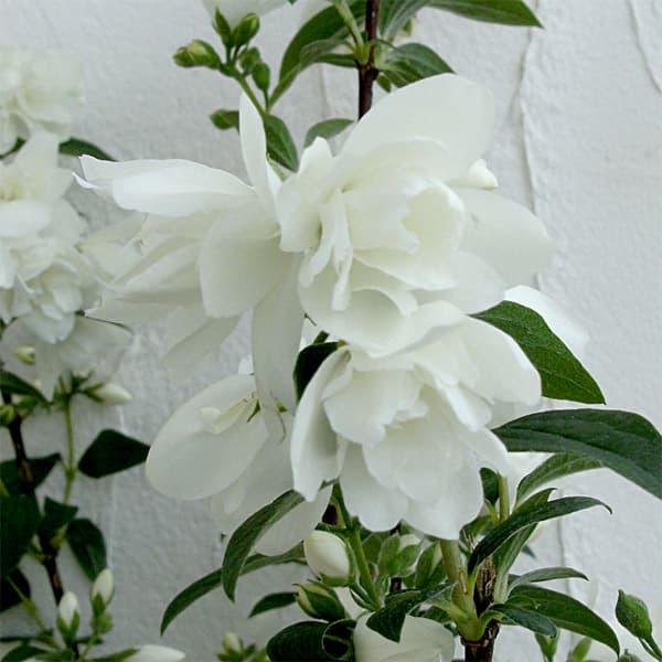 初夏に咲くスノーホワイトの花と涼やかな香りが愛される落葉低木です。欧米ではボーダー花壇や壁面、フェンスにと大人気。和風の庭だけでなく洋風のアレンジも向きますのでガーデンツリーとしても最近人気となってきました。テラコッタにも映え、切り花にも利...