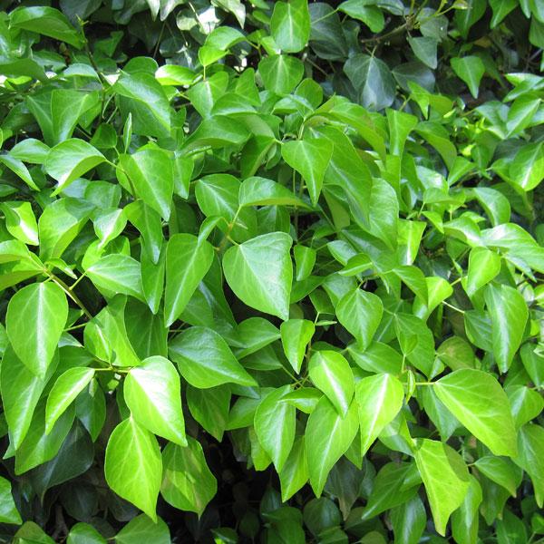 つる性植物 宿根草 冬蔦年間を通して緑を保つキヅタ（ヘデラ）。日本産のヘデラで、秋に落葉するナツヅタに対し、常緑のためフユヅタとも呼ばれます。吸着根をだして壁面を這い上がる性質をもつので、ブロック塀、壁面に向いています。また、グランドカバー...