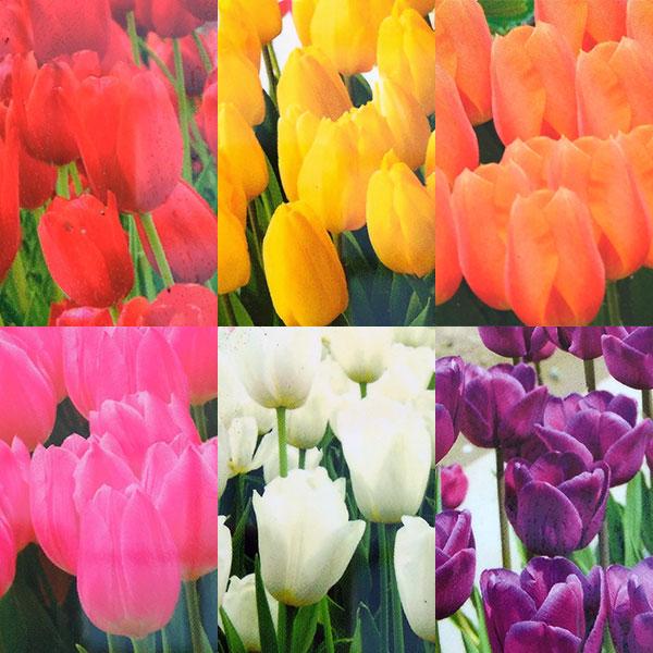 カラフルなチューリップ。いろいろな花色の品種をミックスしてお届けします。花壇や鉢植え、プランターのまとめ植えにおすすめです。★在庫状況により品種がやや偏る場合もありますので、ご了承ください★※詳しい商品説明は下のほうに記載があります