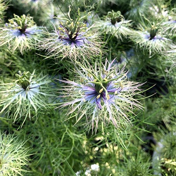 グリーンの花の中心部がブルーに色づく魅力的な品種 グリモアブルーは緑色の花の人気品種の黒種草・グリーンマジックから派生し、新緑色の花（ガク）の中心部が青色に色づく花です。咲き始めはグリーン・マジックと同じグリーンですが、次第にブルーにうつり...