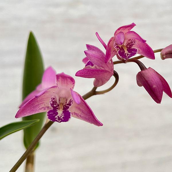 ★花終わりのため特価です。花を切り戻してのお届けとなります。ギフトにはご利用いただけません★美しい花とすばらしい香りが堪能できるラン、キンギアナム。オーストラリアの高原などに自生するデンドロビュームの仲間で、多数の交配種があります。いずれも...