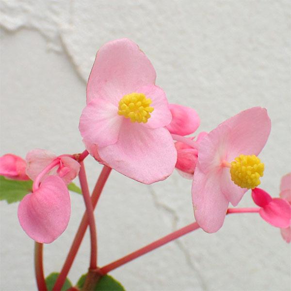 和の暮らしを彩る人気の野草です。ベゴニアや木立ベゴニアと同じ仲間なので、花や葉が似ていますが、耐寒性が強く昔からお庭の下草として愛好されてきました。葉は蓚酸を含み，咬むと酸味があります。自然な雰囲気のお庭作りにぴったりの植物。切花にも適して...