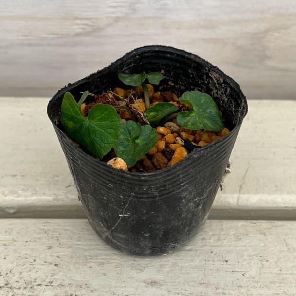 ★入荷から日数が経ったためセール価格となりました。商品の状態は画像と異なる場合があります。★立ち上がった茎の先に黄金色の花をつけることから「立金花（リュウキンカ）」という名になりました。ヒメリュウキンカはリュウキンカの中でとくに小型の種、コ...