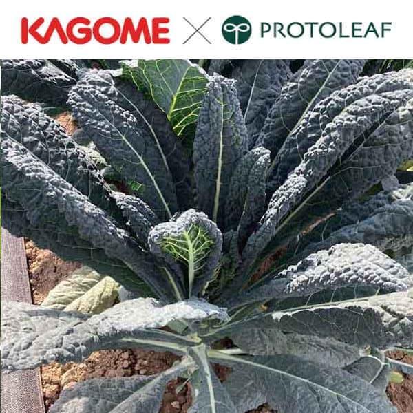 【発売日：2026年08月27日】カゴメの家庭園芸用野菜の苗です。一般的なキャベツのように結球せず、必要な分だけ都度葉を収穫します。煮込むほどに美味しくなる、イタリアトスカーナ地方の定番野菜！ややほろ苦く、強い旨味があります。 ※詳しい商品...