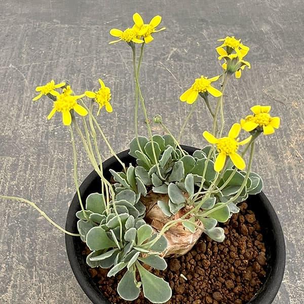 希少な冬型のキク科塊根植物のオトンナ：カカリオイデスの実生株です。小型の品種で、最大でも7〜8cm程度にしかなりません。塊根はショウガのようなころっとした形をしており、成長するにつれて分岐していきます。同じオトンナの仲間の中でも非常に成長が...