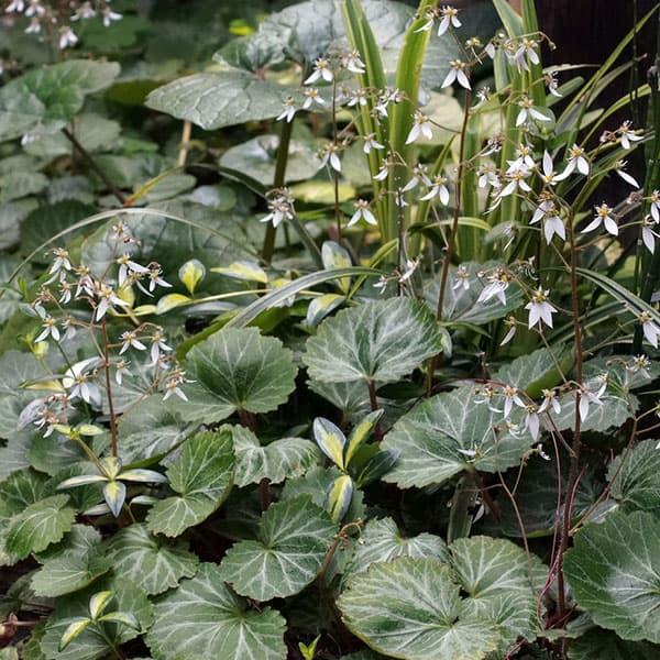 風情ある和風庭園の下草・葉は食用になり、天ぷらやおひたしに 丈夫な多年草 野趣のある姿が日本庭園や鉢植えに好まれています。日陰に強く、和風庭園の代表的な下草です。初夏に白い花を咲かせ、可憐で風情があります。また、葉を食用、民間薬として利用で...