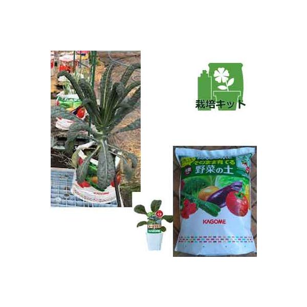 【発売日：2026年08月27日】手軽に栽培できる、袋栽培セットです。野菜の苗、肥料入りの培養土をセットでお届け。肥料の袋でそのまま栽培できるので、容器は不要です。ベランダなど、狭いスペースでの栽培にぴったりのセットです。※詳しい商品説明は...