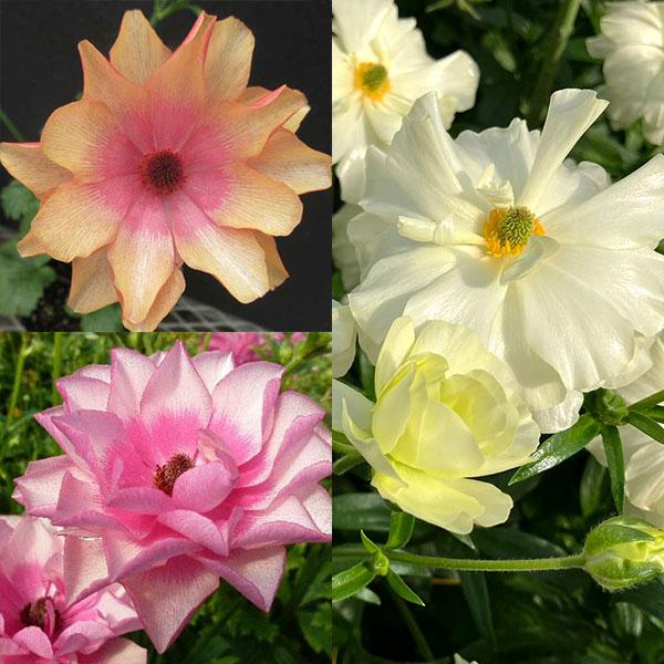 ★入荷から日数が経ったためセール価格となりました。商品の状態は画像と異なる場合があります。★ ※詳しい商品説明は下のほうに記載があります