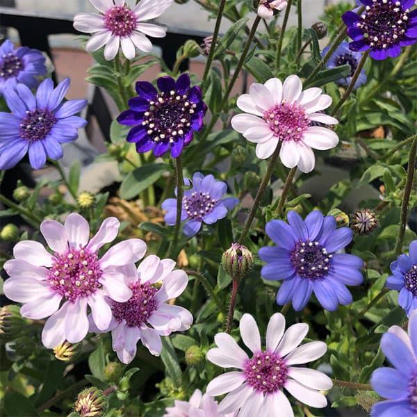 パステルカラーのブルーデージーの仲間 スプリングメルヘンは、草丈15〜20cmのわい性タイプのフェリシア（ブルーデージーの仲間）です。ブッシュ型の草姿となります。春から初夏にかけて、愛らしいパステル調の花を次々に咲かせる人気の草花です。★花...