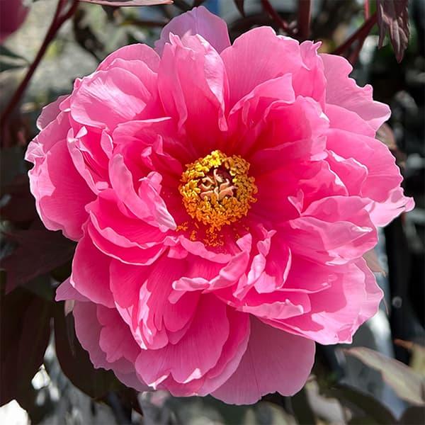 ふくよかな花が美しい牡丹。八千代椿は桜色の花で、八重抱え咲中輪品種です。樹勢が強く、育てやすい品種です。鉢植えにも適します。★2024年開花予定株、花芽3〜4芽付きです★※詳しい商品説明は下のほうに記載があります