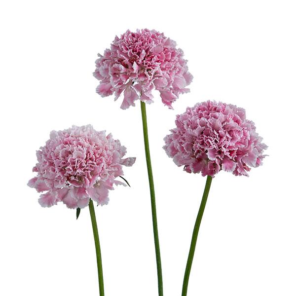 ★入荷から日数が経ったためセール価格となりました。商品の状態は画像と異なる場合があります。★人気のスカビオサの切り花品種、スクープシリーズ。暑さ、寒さにとても強く、カラフルでポップな花色が目を惹きます。高さを魅せる花壇にも、花をカットして切...