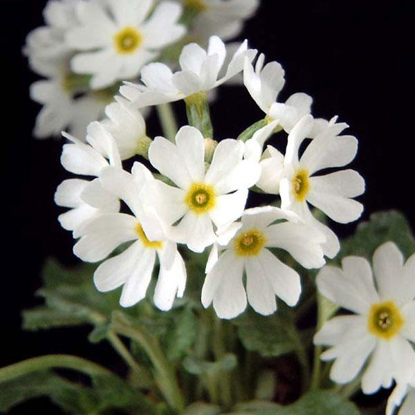 雪割小桜は小型のサクラソウで、早春に開花します。一般的な雪割小桜は淡桃色花ですが、この品種は白花です。葉は楕円形で、根元が急に狭くなって裏に少し反り返ります。本州北部から北海道、千島に分布。小鉢植えなどに向きます。※詳しい商品説明は下のほう...