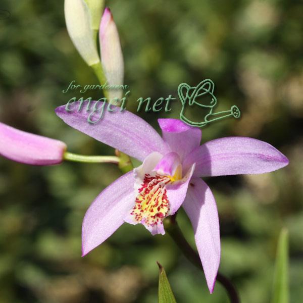 雲南は淡桃色の花弁に赤褐色の斑点の入ったリップが美しい品種です。シラン（紫蘭）は、日本原産のランの仲間です。寒さ暑さに比較的強くて育てやすく、上品で美しい多年草で、鉢植えや和風花壇の縁取りなどに人気です。半日陰でも元気に生育しますので、シェ...