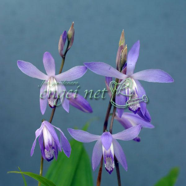 シランの仲間で、美しい青花品種です。シラン（紫蘭）は、日本原産のランの仲間です。寒さ暑さに比較的強くて育てやすく、上品で美しい多年草で、鉢植えや和風花壇の縁取りなどに人気です。半日陰でも元気に生育しますので、シェードガーデンの下草としてもお...