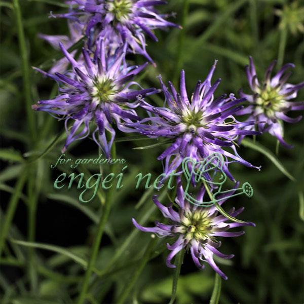 ★入荷から日数が経ったためセール価格となりました。商品の状態は画像と異なる場合があります。★タマシャジンはヨーロッパアルプス、アベニンの高地に生息する耐寒性多年草。かわいらしい草姿が人気です。※詳しい商品説明は下のほうに記載があります