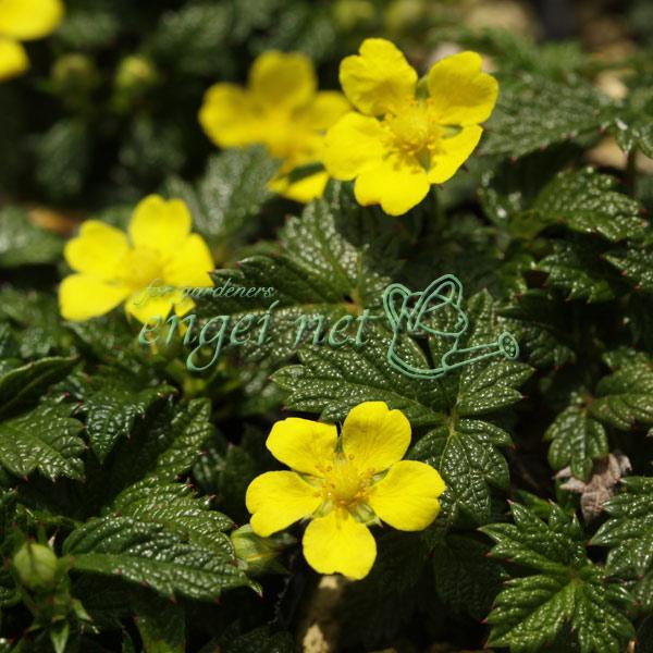 ★入荷から日数が経ったためセール価格となりました。商品の状態は画像と異なる場合があります。★屋久島原産で、高地の岩場などに自生している品種です。かわいらしい黄色い花を次々に咲かせ、極小型でコンパクトな草姿のため、ロックガーデンにも適していま...