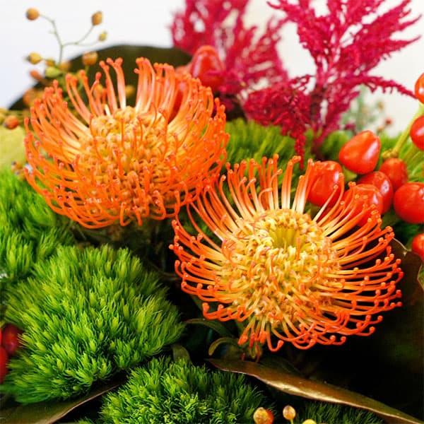針山のようなユニークな花・オーストラリア・アフリカの植物 ★入荷から日数が経ったためセール価格となりました。商品の状態は画像と異なる場合があります。★リューコスペルマムは南アフリカやオーストラリアの常緑低木です。通常はピンクッションとも呼ば...
