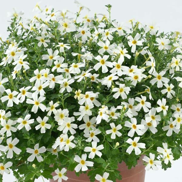 ジャメスブリタニアは南アフリカ原産の多年草。小さく可憐な花をたくさん咲かせ、鉢植えや花壇に人気の草花です。ステラ（バコパ）の近縁種ですが、枝が伸びやかに茂り、ナチュラルな印象のある優し気な花を咲かせます。開花期間中に適宜切り戻しをすると、新...