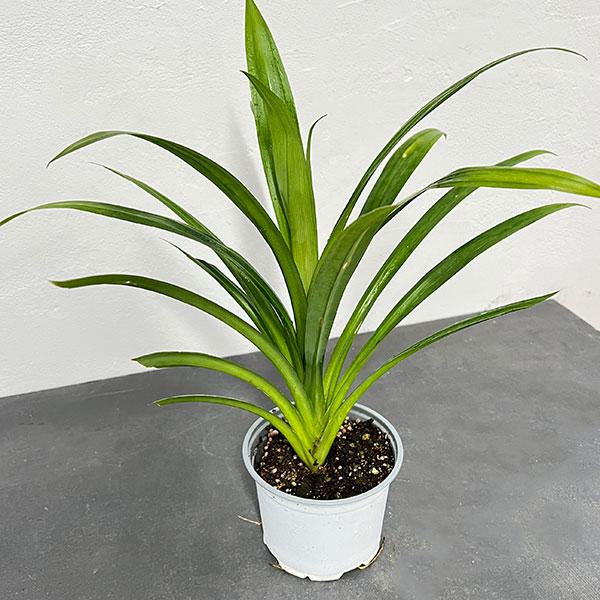 カヤジャムやエスニック料理に！ アジアンハーブのパンダンリーフは、アジア、アフリカなどの熱帯地域で育つタコノキの仲間（タコノキは観葉植物として人気です）。タイでは「バイトゥーイ」、インドネシアやフィリピンでは「ダウンパンダン」と呼ばれていま...