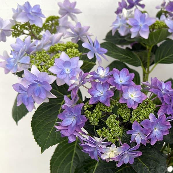 ★花が咲き進んでいるため特価です。ギフトにはご利用いただけません。花を切り戻してのお届けとなる場合があります★★入荷から日数が経ったためセール価格となりました。商品の状態は画像と異なる場合があります。★一鉢で二つの花が楽しめるアジサイの鉢植...