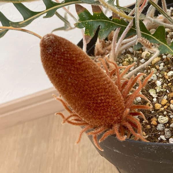 花芽付き株 ブレクニフォリアは切れ込みの深い葉を持ち、特徴的な花が魅力。開花初期には濃いブラウンのベルベット状で、後にピンクを帯びたブラシ状の花を咲かせ、その変化に驚きます。花持ちもよく開花の盛りが過ぎた後もそのまま残すと5月くらいまでは楽...