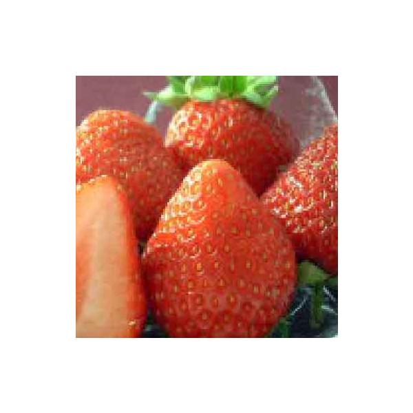★入荷から日数が経ったためセール価格となりました。商品の状態は画像と異なる場合があります。★着果非常に多く5〜9月まで休まず成ります。四季なり性のいちごです。※詳しい商品説明は下のほうに記載があります