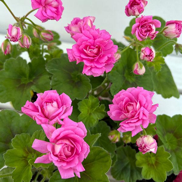 ドラゴンクイーンはバラ咲ゼラニウムです。花茎がやや高く立ち上がり、ピンク八重の小花を一茎に数輪ずつ咲かせ、とても可憐です。花付きがよく、花弁が幾重にも重なるように咲き、まるでバラの花のようです。★お届け時は花が咲いていない苗の状態となる場合...