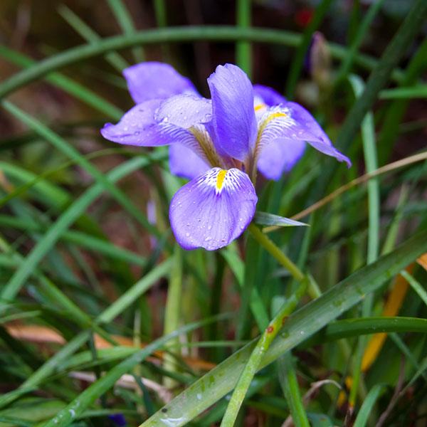 寒咲きアヤメは地中海沿岸の乾燥した岩礫地の斜面に自生する品種の交配で、草丈は約30〜40cm程、一般のアヤメが咲かない晩秋から冬の終わりにかけて花を咲かせる珍しいアヤメです。株がよく増え花も次々と咲き、花命も3〜4日と長く咲きます。※詳しい...