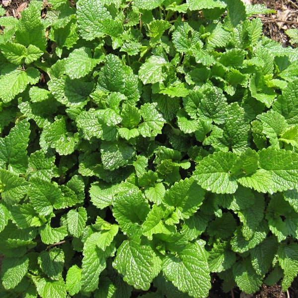6~8月開花 レモンバーム（メリッサ）はレモンに似た柑橘系のさわやかな香りをもつハーブです。香りを生かしてハーブティーやサラダ、肉料理、魚料理ポプリ等に利用できます。ハーブバスにもおすすめです。また虫さされやすり傷には直接生の葉を貼ります。...