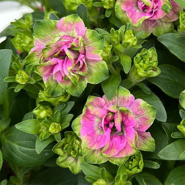 ガルテン湘南さんのオリジナルペチュニア　ヴェルデシリーズがリニューアル！大輪系、中輪系、小輪系と花のサイズごとおよび花色にバリエーションが増えました。ヴェルデとはイタリア語で「みどり」という意味。花びらにみどりの縁取りが入る特徴があるのでヴ...