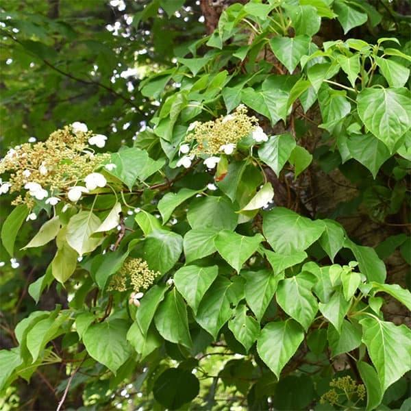 つる状に枝を伸ばし樹木や壁面に這い上るアジサイの仲間 壁面緑化やフェンス・トレリスに ツルアジサイは日本の山野に自生するアジサイの1種ですが、ヨーロッパに渡って庭木としてたいへん人気になりました。初夏に枝先に白色の装飾花で縁取られたレース状...