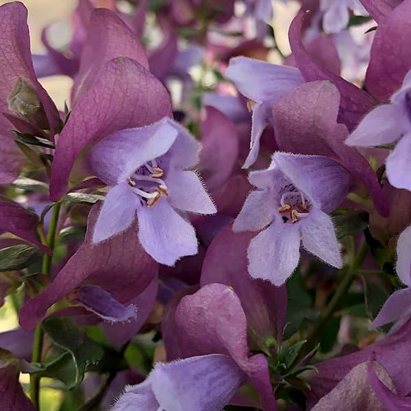 オーストラリア原産のミントブッシュの仲間で、大輪の紫の濃淡2色の花を長期間咲かせる常緑低木です。花は6月はじめ頃から約1か月間楽しめます。成長が遅く、1年で20cmほどしか伸びないので、小さな庭や鉢植えに最適です。小さな葉を茂らせ、日陰にも...