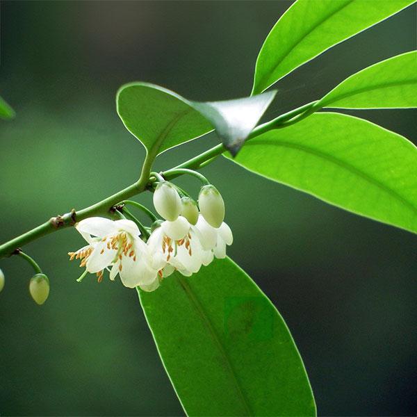 サカキはツバキ科の常緑広葉樹。関西地方を中心に神事に玉串として献じられる枝としておなじみです(関東地方ではヒサカキを利用します）。丈夫で主幹がまっすぐ伸び、小枝もよく伸びて樹形が細い円錐形に整います。日陰に強く、下枝も枯れにくいので家の北側...
