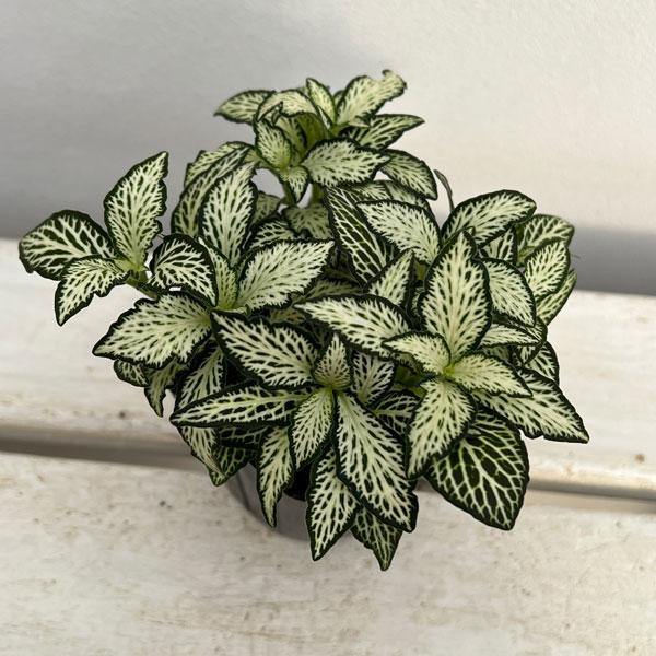 フィットニアは、ペルー原産の小型の常緑多年草。観葉植物とし栽培されているのは、フィットニア・アルビウェニス（Fittonia albivenis）の園芸品種です。卵型から楕円形の葉に細かな編み目が入るものが多く、葉色も緑、ピンク、赤など変化...