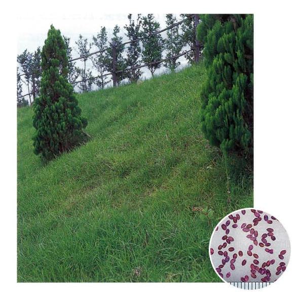 法面緑化・飛砂防止・公園・緑地帯用 センチピードグラスは俗称ムカデシバ。暖地型芝草としてアメリカなどでよく利用される品種です。国内では水田のけい畔や水路わき、道路の法面などによく植えられ、雑草抑制・草刈作業の省力化に利用されています。草丈が...