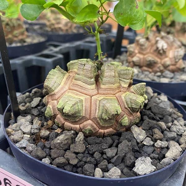 国内で実生から育てた、ぷくぷくでしっかり割れた亀甲竜です。塊根性多肉植物ディオスコレアは、塊根が亀の甲羅模様に似ていることから亀甲竜（和名）と呼ばれており、成長するにつれはっきりとした亀甲模様になります。秋〜春にかけてつるを伸ばし、ハート型...