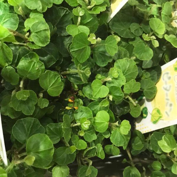 ピーターパンは、コロコロと丸く可愛い小葉が特徴の品種。濃い緑の小葉で上品な印象の上、分枝が良く密度の高い株になるため、アレンジや寄せ植えにも使える優秀な品種です。小さいアヒルの足の様な葉形をしたダックフット（Duck Foot）の枝変わりで...