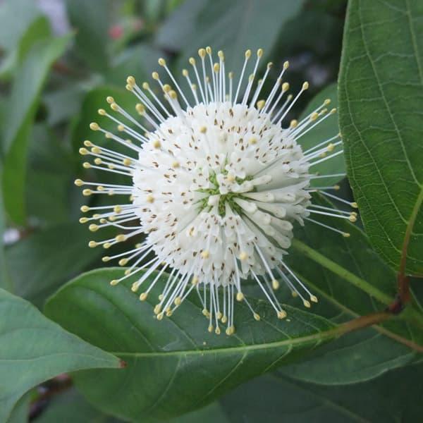 線香花火のようなユニークな白い花を咲かせる落葉低木 セファランサスは北米原産の落葉低木で6〜7月頃、茎の先端に線香花火のような白い花を咲かせます。花は4cmほどの大きさで白いぼんぼりがたくさんついているよう。また、葉のグリーンも美しく、切花...