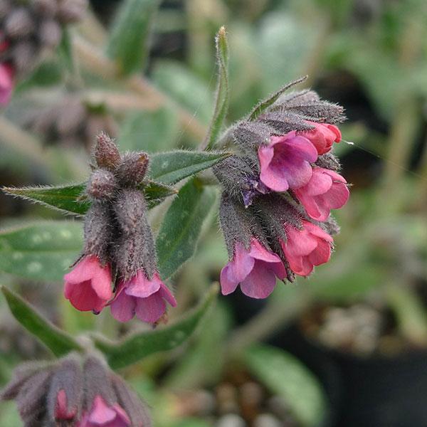 ラズベリースプラッシュはプルモナリアの中では珍しい赤系の花です。咲き始めが赤色が濃く、徐々にピンク色に変化していきます。プルモナリアは日陰〜半日陰に向き、早春にみずみずしい花を咲かせ、美しい夏葉を展開する常緑宿根草です。日陰のグランドカバー...