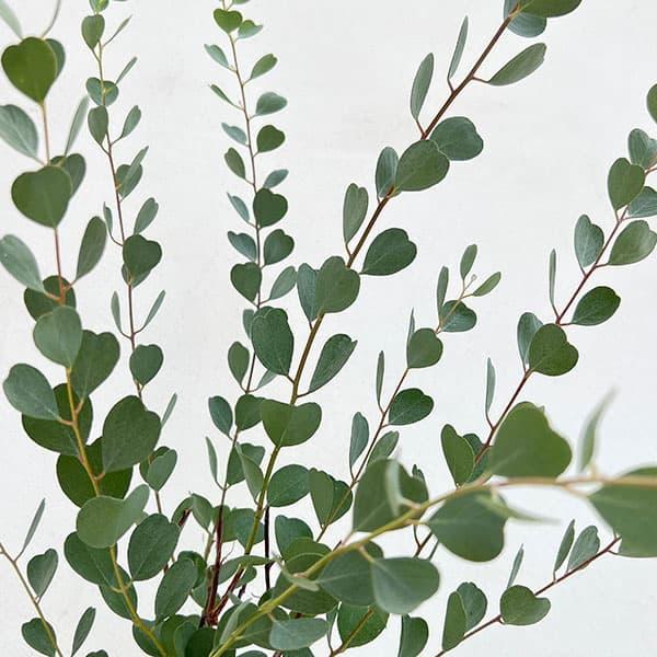 オーストラリア原産の常緑高木。幼木のうちは丸い葉ですが、少し大きくなるとハート型の葉となり、かわいい品種です。ハートリーフユーカリよりも小さい葉です。成長が遅い小型タイプのユーカリです。耐寒性はマイナス5度までなので、庭植えは関東以南の太平...