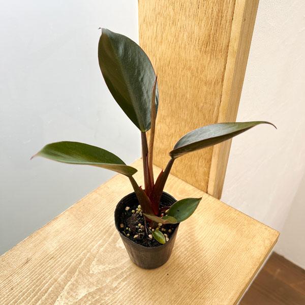 大きくつやのあるブロンズグリーンの葉を広げるサトイモ科の観葉植物です。存在感のある観葉植物として人気です。耐陰性があり、直射日光を嫌うので、年間を通して室内で管理できます。寒さに弱いので冬は暖房の部屋で管理してください。※詳しい商品説明は下...