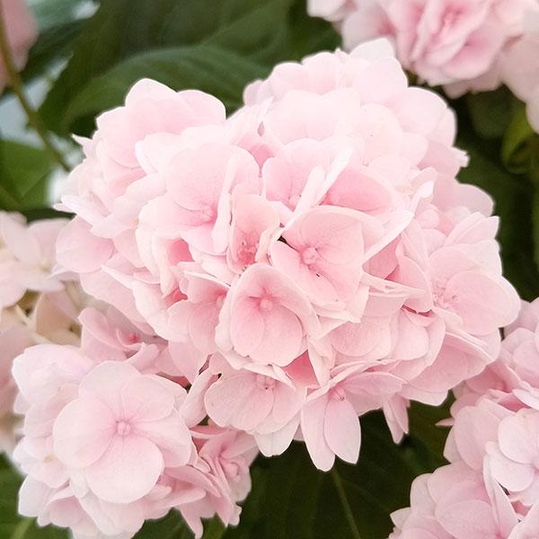 伊予獅子てまりは園芸品種のアジサイに比べて全体に小づくりで、枝も細く、花径も4〜10ｃｍと清楚な印象です。強健で庭植えに最適です。大株になると形が整います。多花性の品種です。半日陰でも日当たりのよい場所でも育ちますが、あまり暗い場所では花つ...