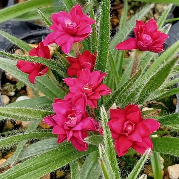 かわいらしい花が群生するロドヒポキシス。初夏に次々と咲きつづける、鉢植え、庭植え、ロックガーデンなどにも最適な花です。ルビーの輝きから出た、珍しい八重咲き品種です。※詳しい商品説明は下のほうに記載があります