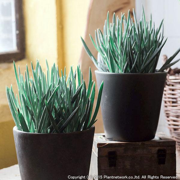 シルバーブルーの多肉葉が美しい多肉植物です。ブルースは、他のキュリオ品種と比べ葉が細くて長く、コンパクトで分枝がよい品種です。暑さや乾燥にも強く、日向を好みますが部分日陰でも育ちます。耐寒性もほどほどあり、マイナス3度くらいまで耐えますので...