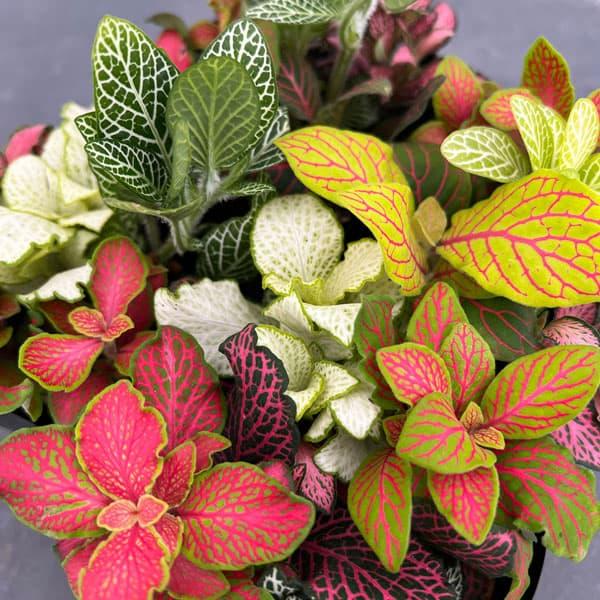 カラフルなフィットニアの葉色ミックスのポット寄せ植えです。このサイズの寄せ植えは中々ありません。フィットニアは、ペルー原産の小型の常緑多年草。観葉植物とし栽培されているのは、フィットニア・アルビウェニス（Fittonia albivenis...