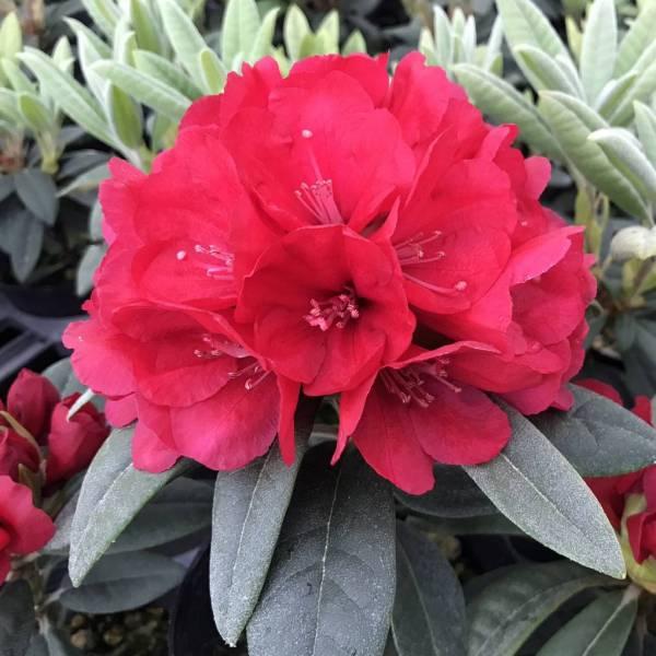 ★入荷から日数が経ったためセール価格となりました。商品の状態は画像と異なる場合があります。★日本の高山に自生する日本シャクナゲの仲間。屋久島の高地に自生し淡紅色の花を咲かせる日本シャクナゲ：屋久島の交配種です。美しい赤花のシャクナゲで大きく...