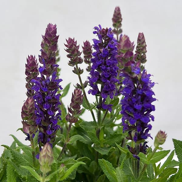 サルビア・ネモローサは中央ヨーロッパから西アジアの広い地域に自生する丈夫な多年草。つくしのような花穂からたくさんの小花を咲かせます。生育も旺盛で、ドーム状に一斉に咲く姿はとても壮観です。ニューディメンションは開花の早い丈夫な品種。濃く色鮮や...