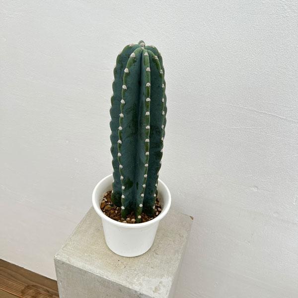人気の柱サボテンのブランチ仕立て。思い切りよく枝をカットし、わき芽を吹かせた独特の姿が魅力です。重量感があり、迫力満点です！日当たりの良い場所で管理いただければ、手間要らずで素敵なインテリアになります。※詳しい商品説明は下のほうに記載があります