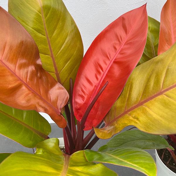 新芽がとても美しいフィロデンドロン　プリンスオブオレンジです。時期により新芽がオレンジから赤色に発色します。コンパクトな苗の仕立てなので、お気に入りの鉢に植え替えてじっくり育ててみてください。※時期によりフィロデンドロン特有のシミが出ること...