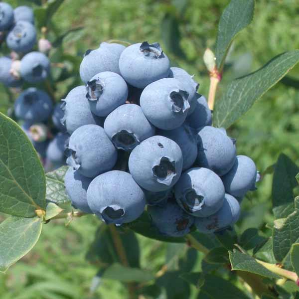 ★入荷から日数が経ったためセール価格となりました。商品の状態は画像と異なる場合があります。★バルドウィン（Baldwin)は1985年にアメリカ・ジョージアで発表された品種。ラビットアイ系ブルーベリーの中では最晩生種で、完熟するまでの期間が...